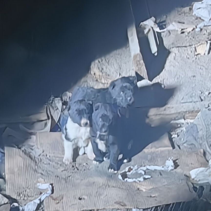 Щенок в добрые руки