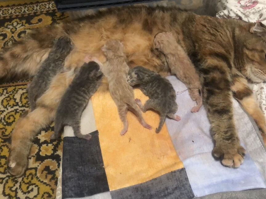 Шотландские вислоухие котята