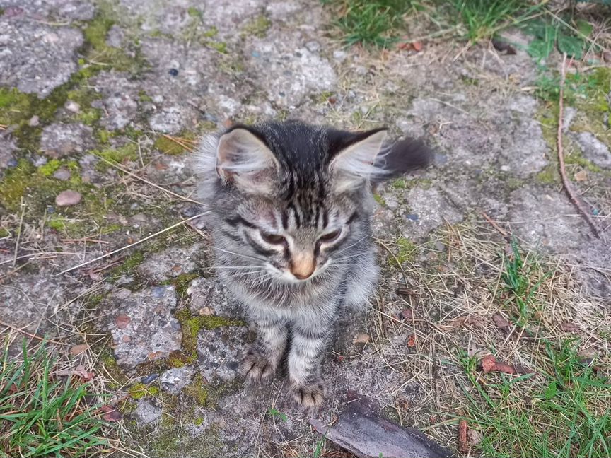 Котёнок от очень умной мамы