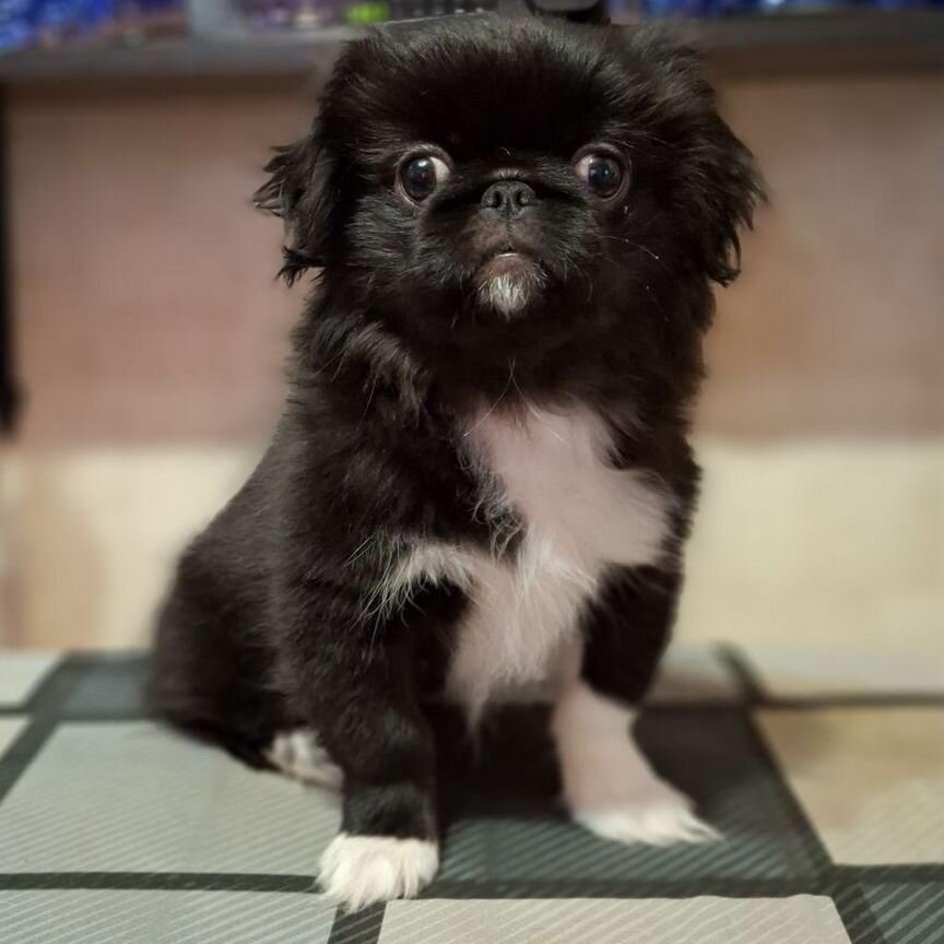 Пекинес, щенок