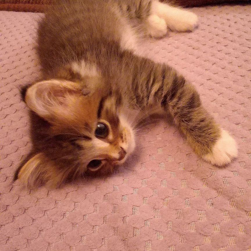 Кошка в дар бесплатно