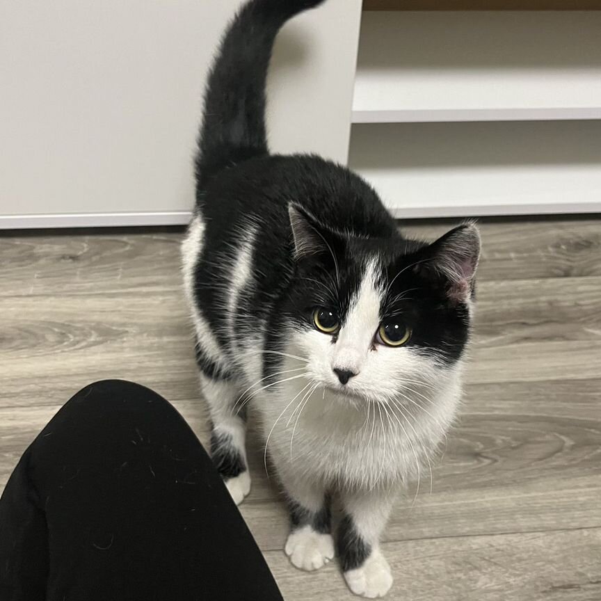 Котёнок в добрые руки