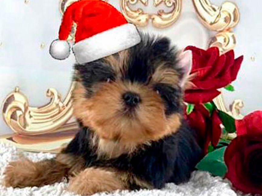 Йоркширский терьер щенок девочка