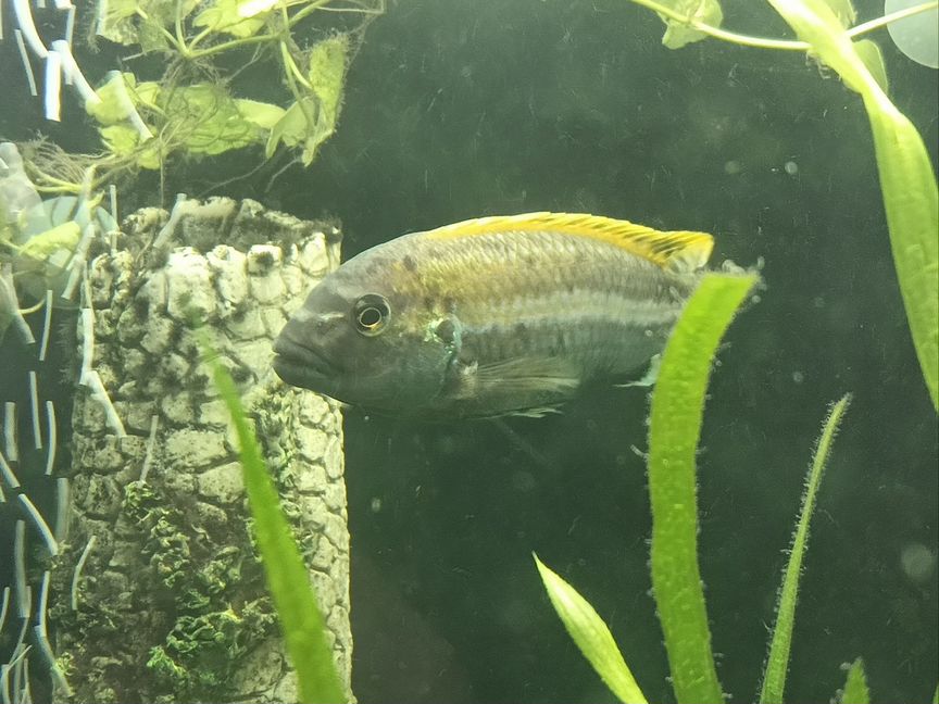 Меланохромис ауратус золотой (бронь)