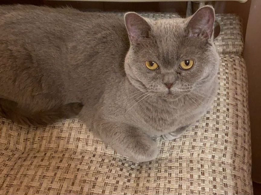 Британская кошка бесплатно