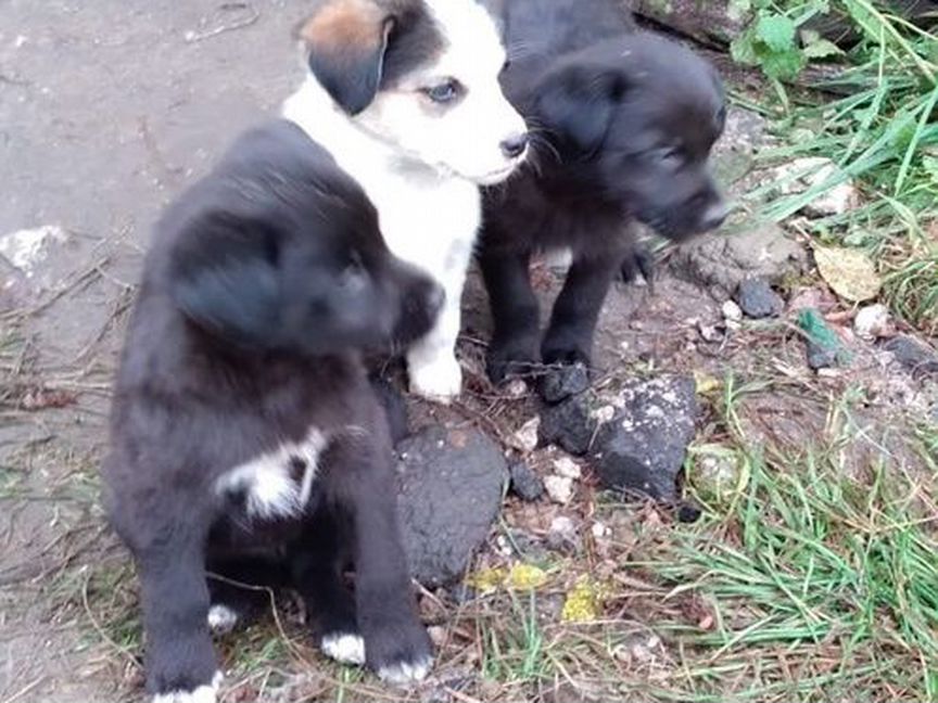 Щенки бесплатно