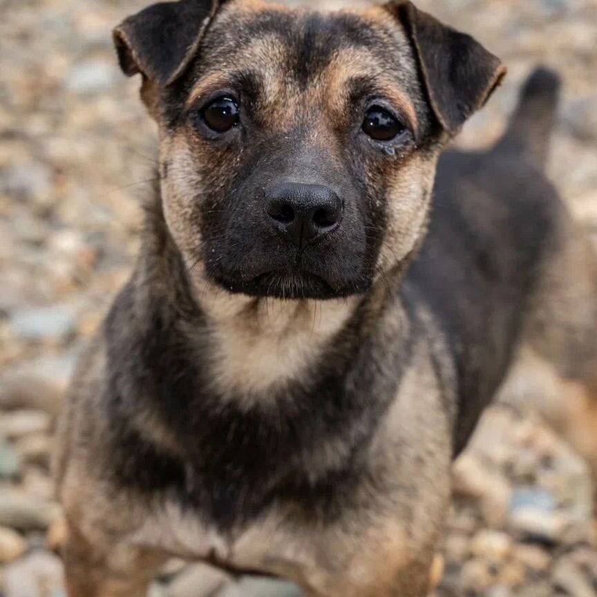 Взрослый пёс в добрые руки