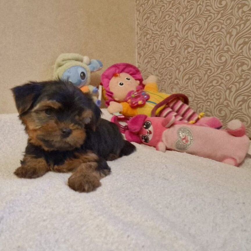 Йоркширский терьер, щенок