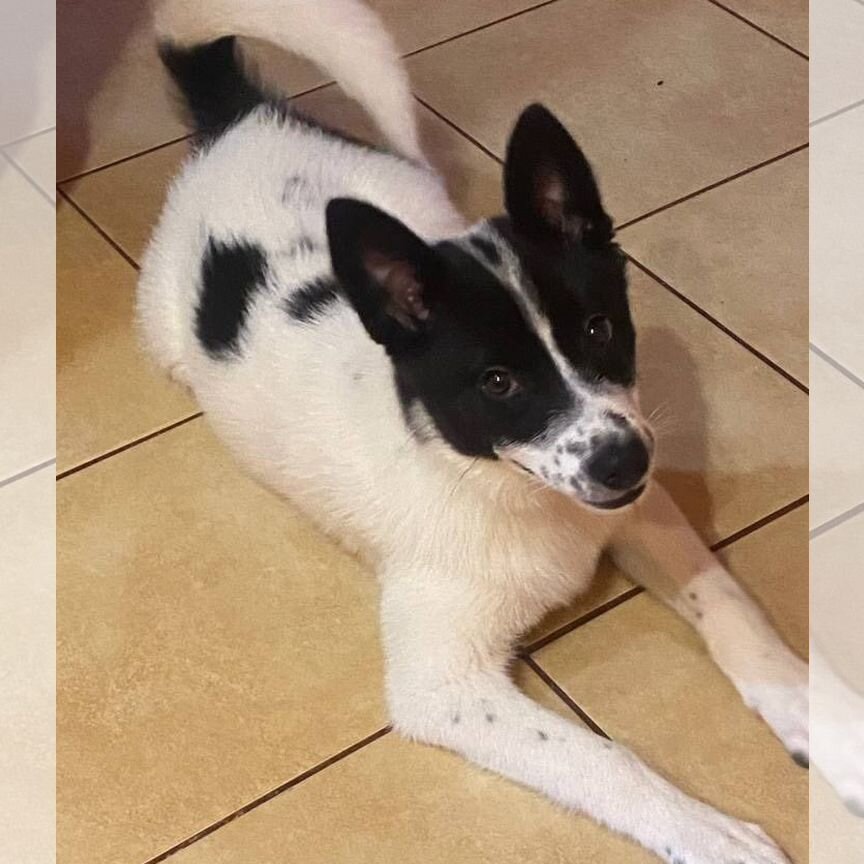 Щенок в добрые руки