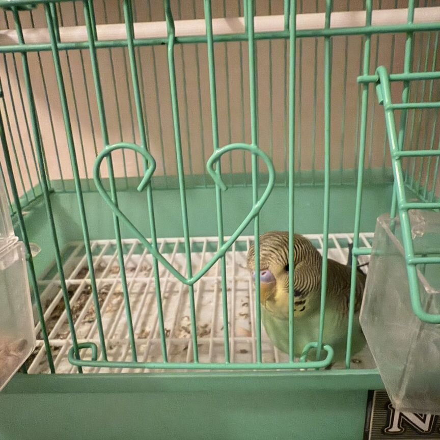 Волнистый попугай с клеткой