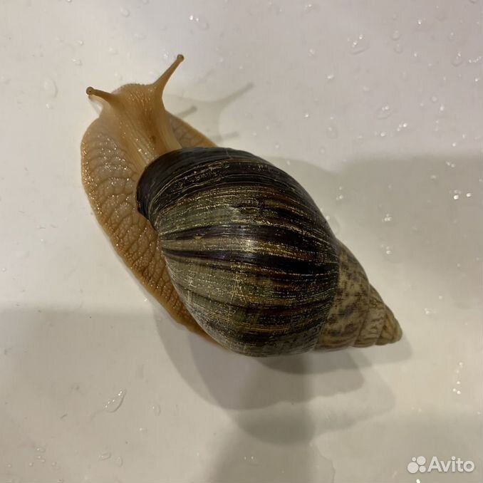 Отдам улитку