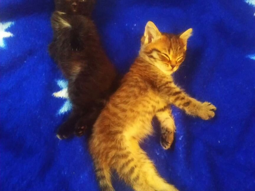 Кошки бесплатно