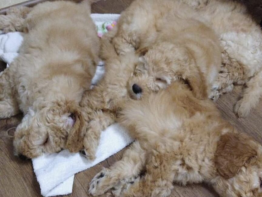 Щенки карликового пуделя