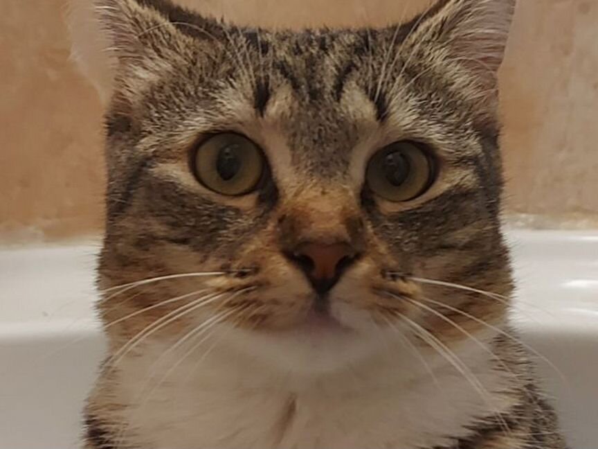 Кошечка в подарок