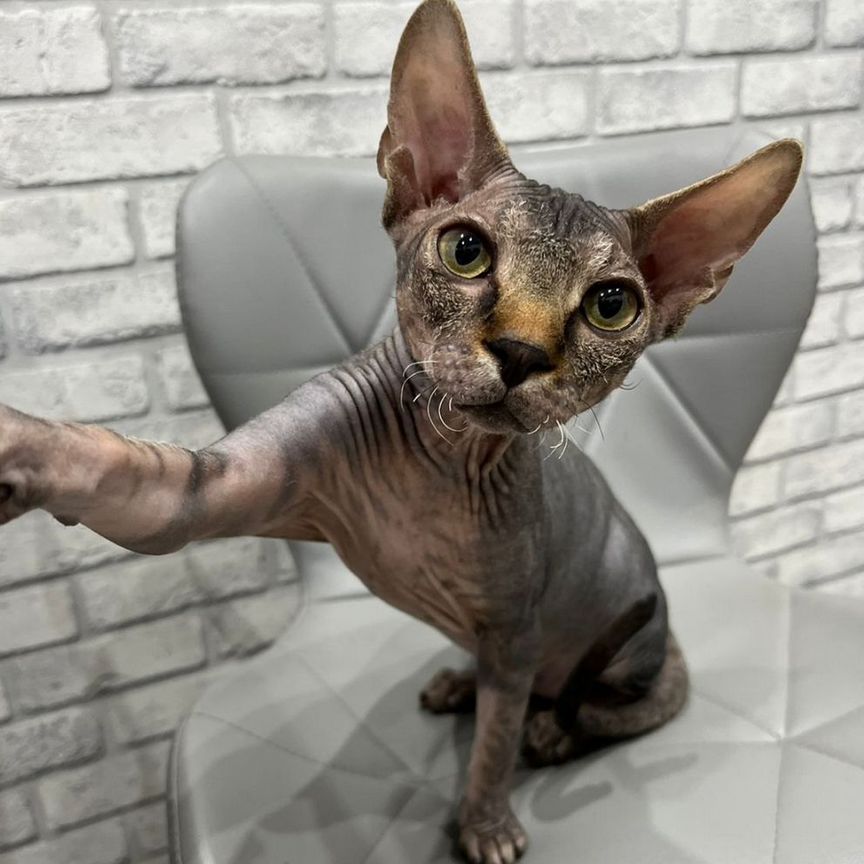 Канадский сфинкс котёнок