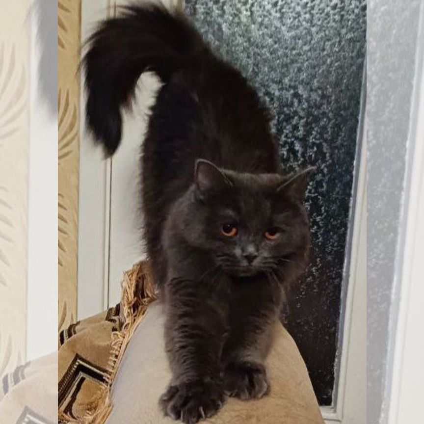 Шотландская вислоухая длинношёрстная, взрослая кошка