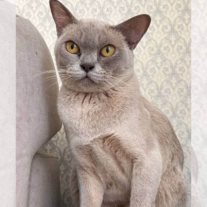 Американская бурманская, взрослая кошка