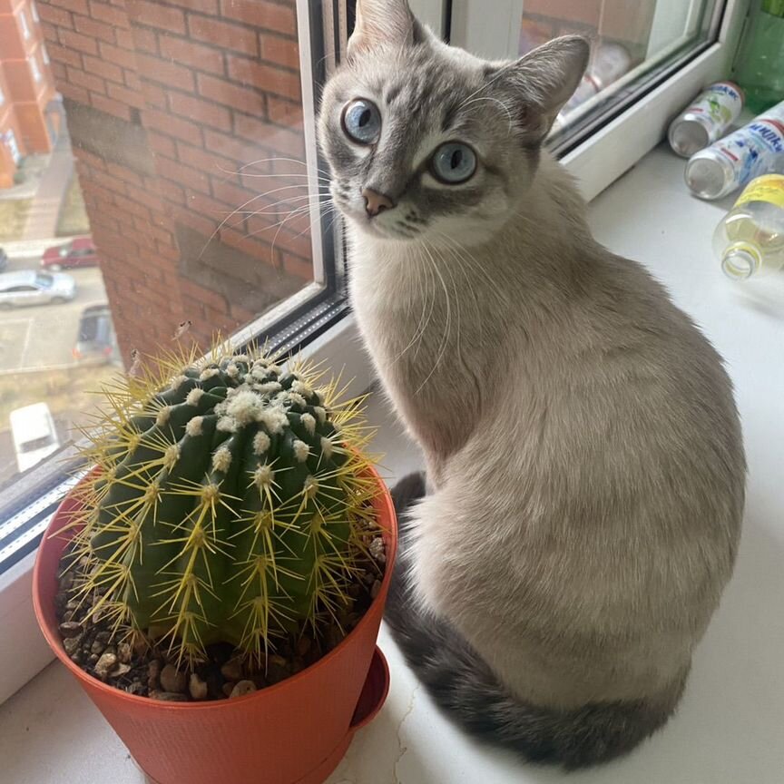 Взрослая кошка в добрые руки