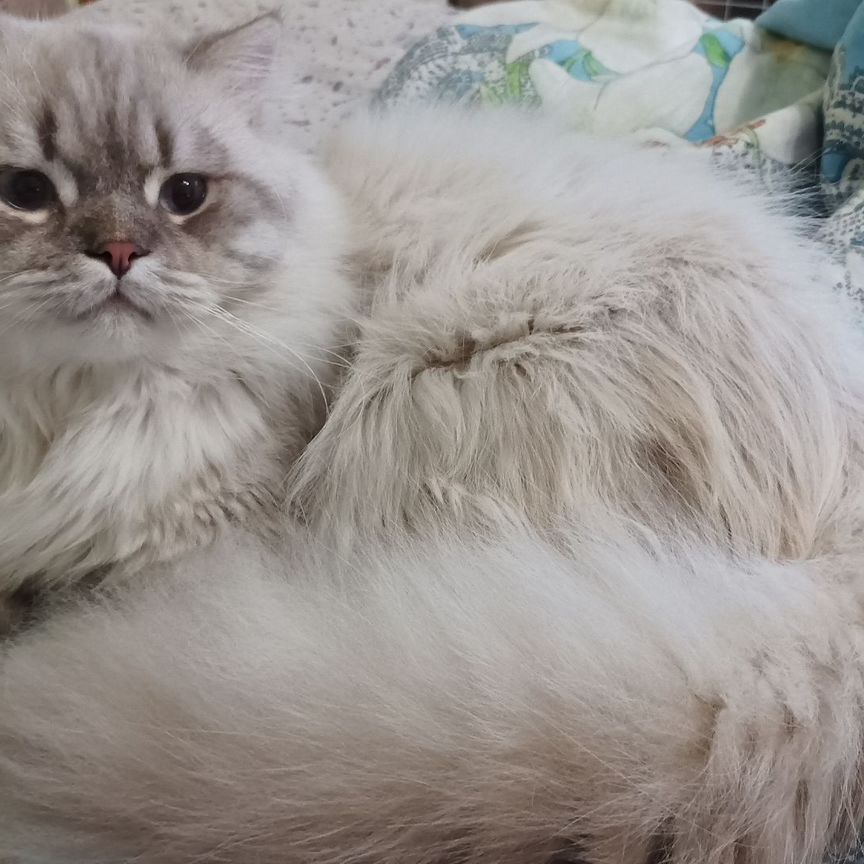 Кошки породистые