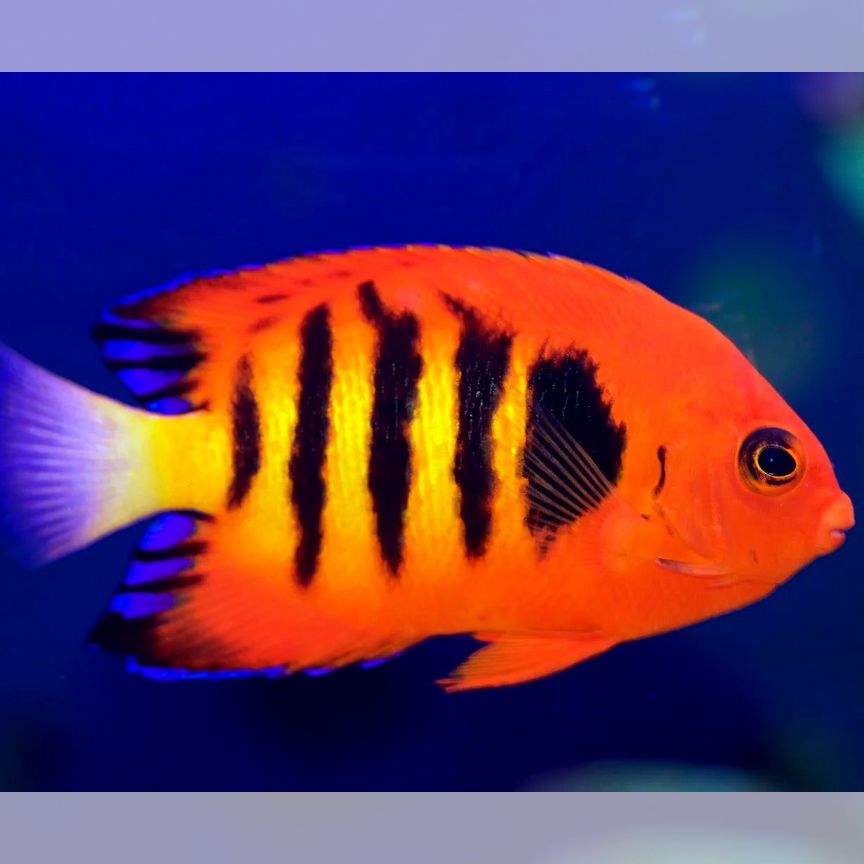 Ангел карликовый огненный, M /Centropyge loricula