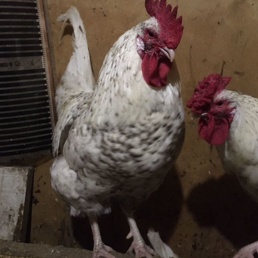 Петух Пушкинский