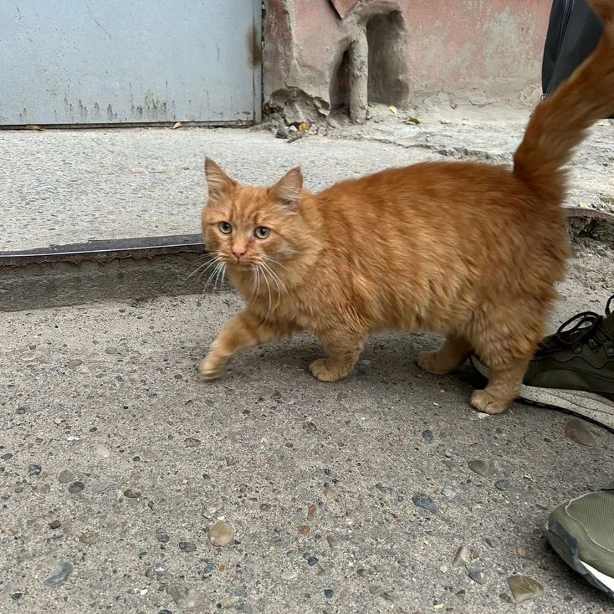Ищем передержку или сразу дом рыжее счастье