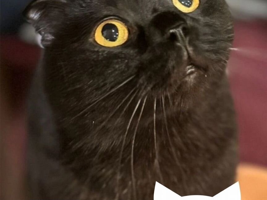 Котик ищет дом