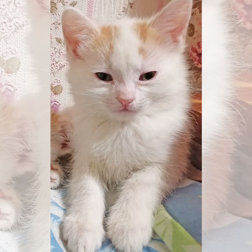 Белоснежка ждет добрый дом