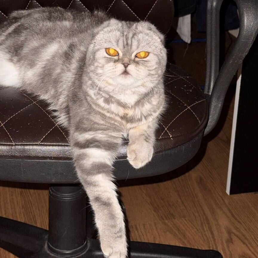 Шотландская вислоухая короткошёрстная кошка, вязка