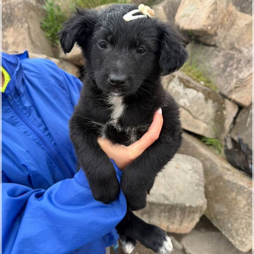 Щенок в добрые руки