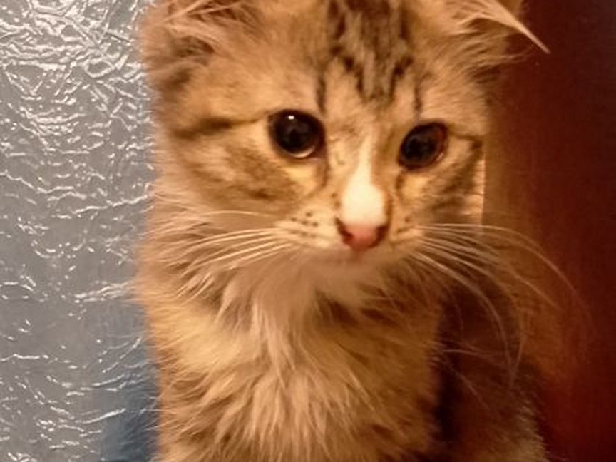 Котята в добрые руки даром