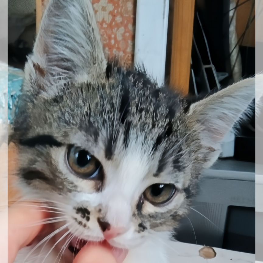 Котёнок в добрые руки