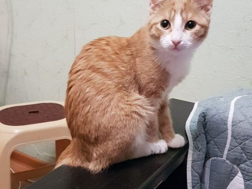 Домашний приют девочка 3-3,5 месяца