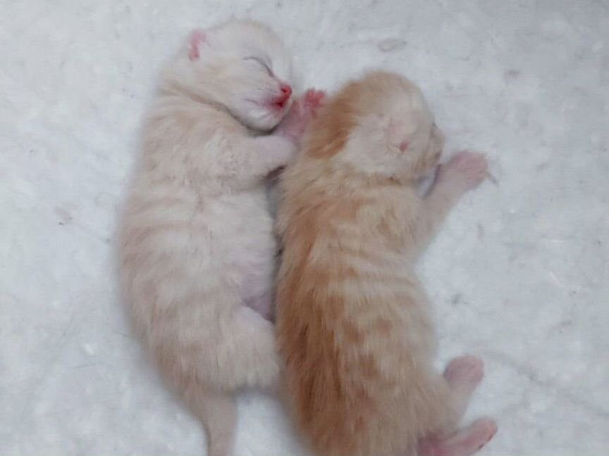 Британские котята