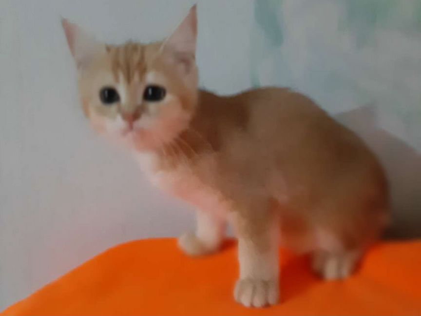 Шотландские котята золотого окраса