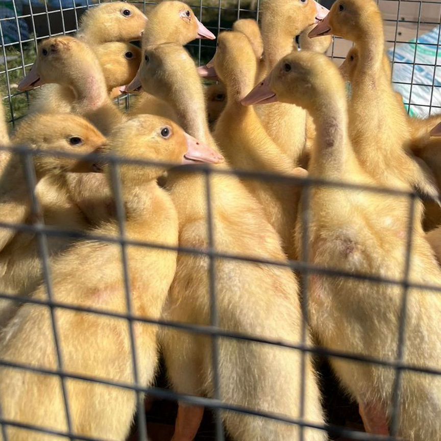 Утка бройлерная