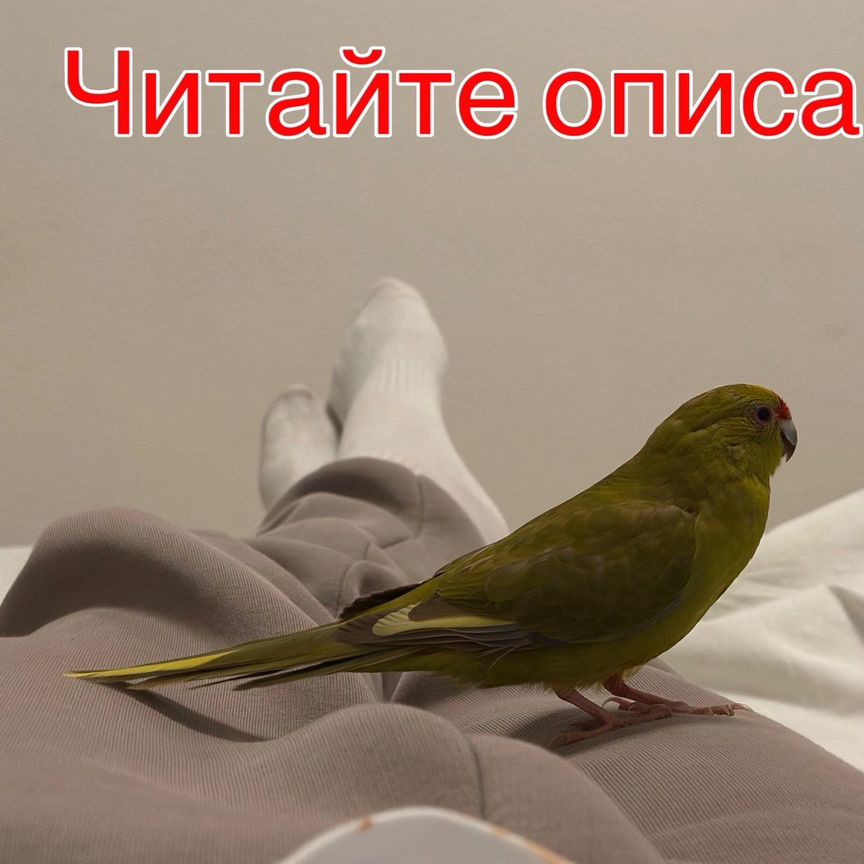 Попугай какарик с клеткой