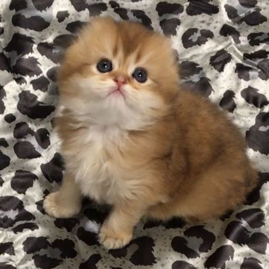 Шотландские золотые шиншиллы котята