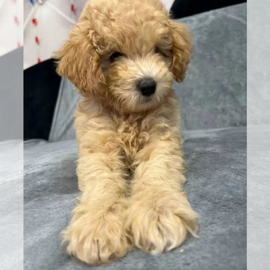 Пудель, щенок