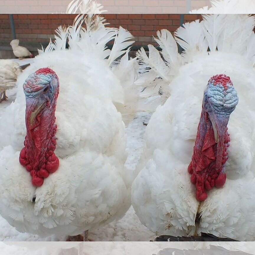 Индюки тушки