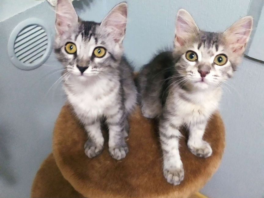 Котятки