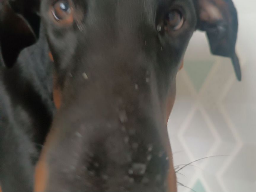 Собака Яра в добрые руки