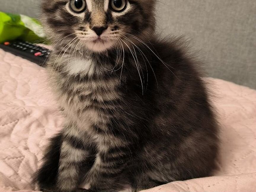 Котенок (кошка) Мейн-кун