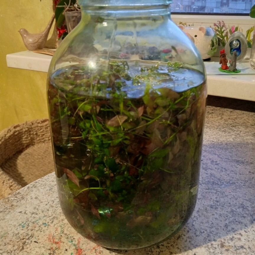 Аквариумные растения прополка