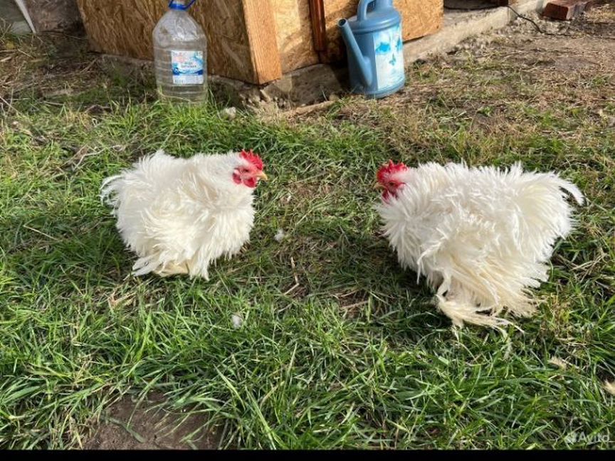 Карликовые декоративные петушки. Сизли