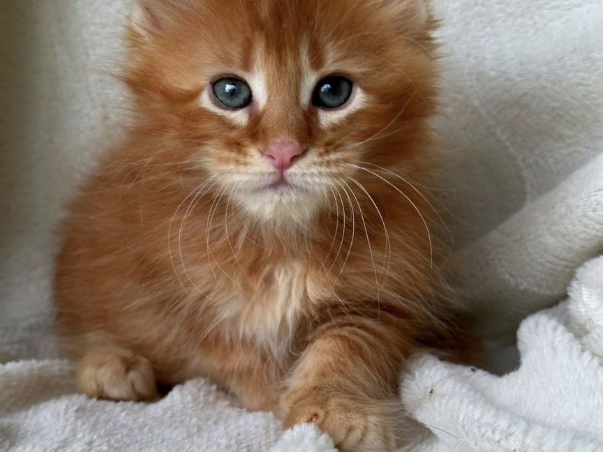 Котята Мейн кун