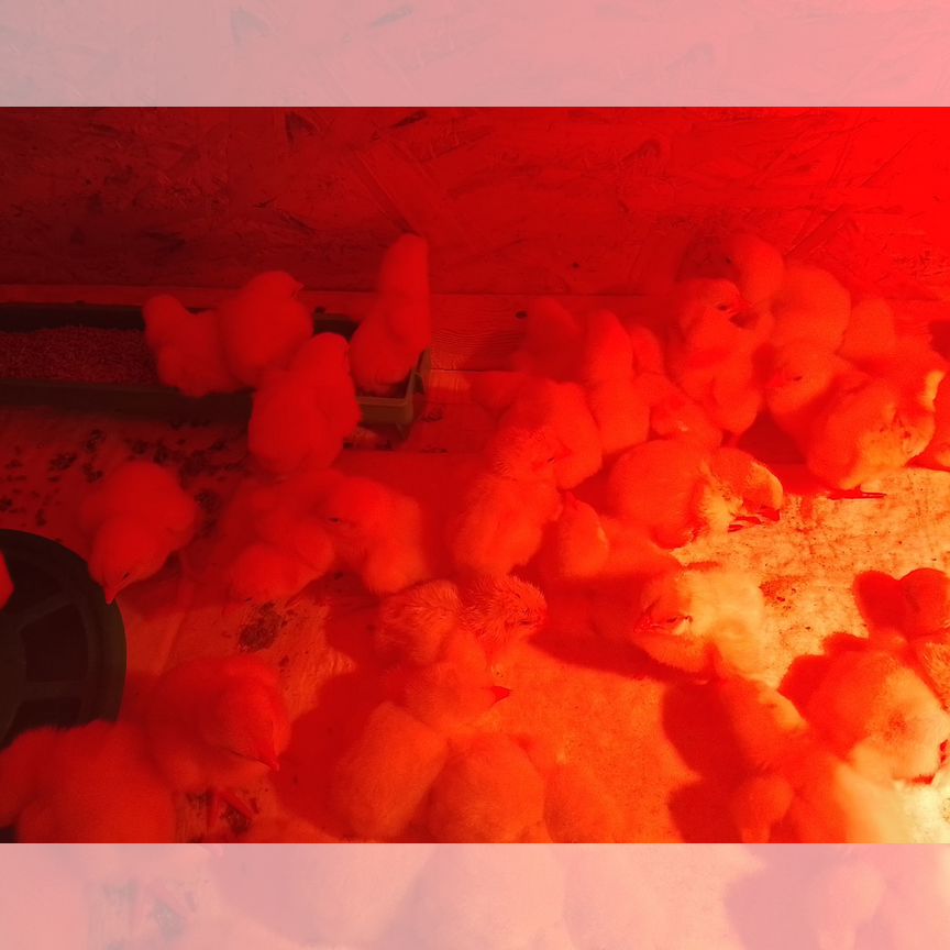 Цыплята бройлеры кобб 500
