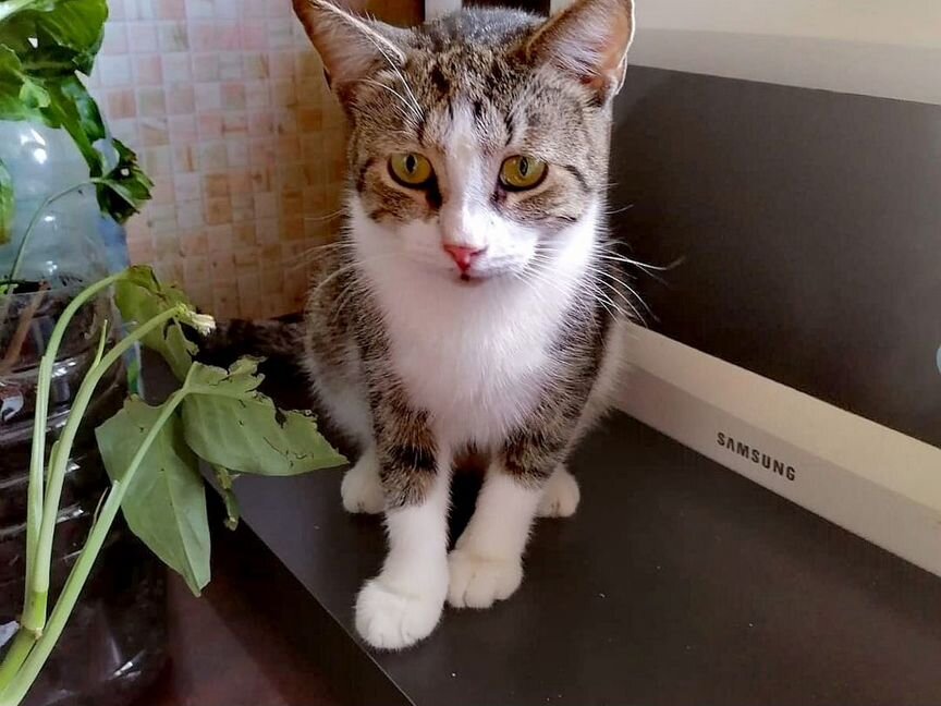 Молоденькая кошечка Ася стерилизована