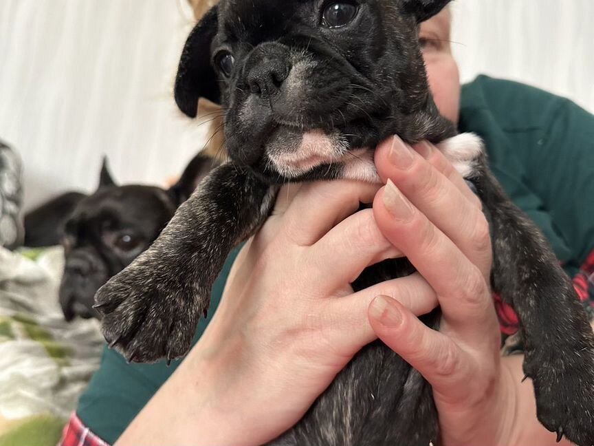 Французская бульдожка