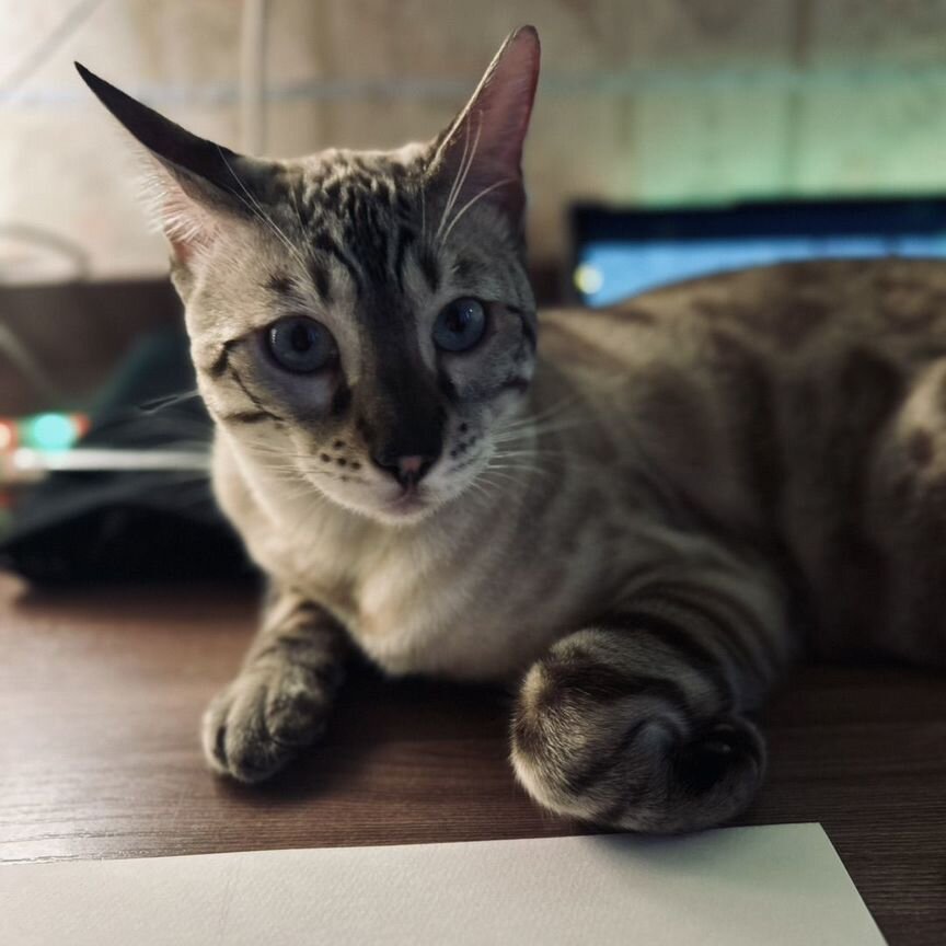 Бенгальская кошка